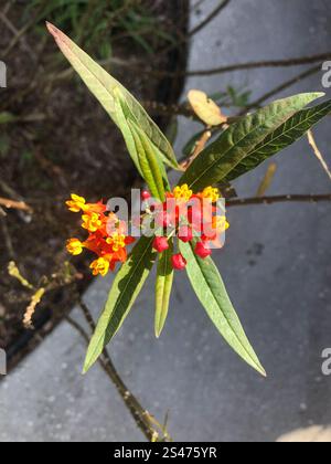 Horse Paper Wasp (Polistes major Stock Photo - Alamy