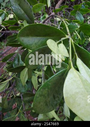 Carallia (Carallia brachiata Stock Photo - Alamy