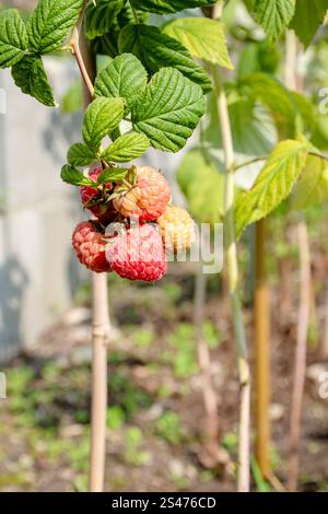 berry unripe raspberries on a branch closeup Stock Photo - Alamy