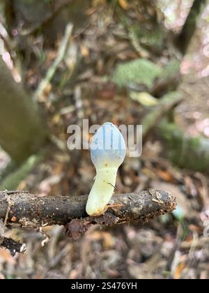 Blue Pouch Fungus (Clavogaster virescens Stock Photo - Alamy
