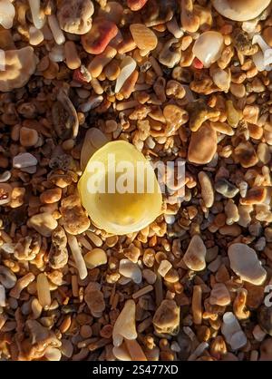 Leafy Jewel Box (Chama macerophylla) Mollusca Stock Photo - Alamy