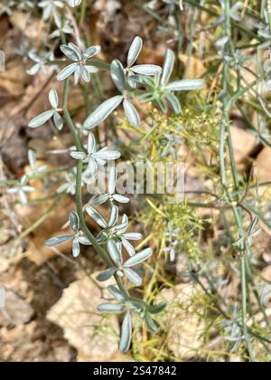 shrubby deervetch (Acmispon rigidus Stock Photo - Alamy