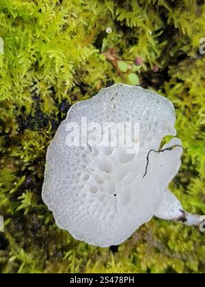 white porecap (Favolaschia pustulosa Stock Photo - Alamy
