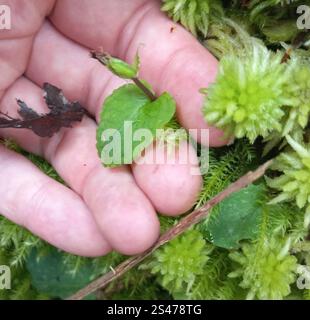 New Zealand spider-orchid (Corybas oblongus Stock Photo - Alamy