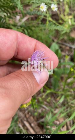 Wheeler's thistle (Cirsium wheeleri Stock Photo - Alamy
