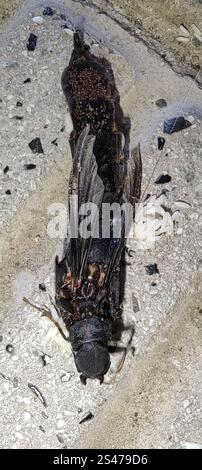 Ship-timber Beetles (Atractocerus Stock Photo - Alamy