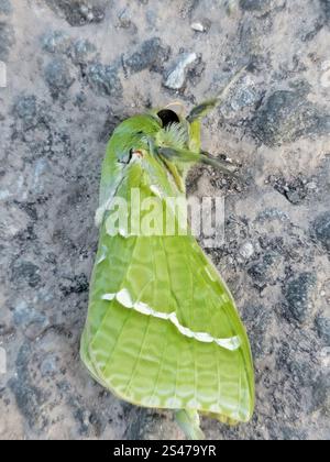 Puriri moth (Aenetus virescens Stock Photo - Alamy