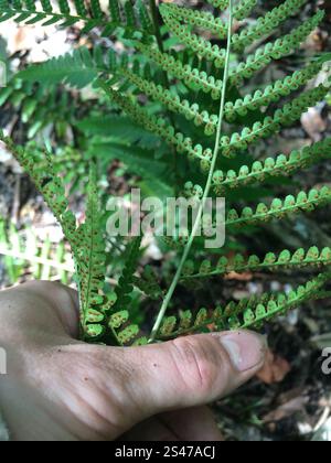 southern wood fern (Dryopteris ludoviciana Stock Photo - Alamy