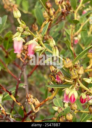 fetterbush lyonia (Lyonia lucida Stock Photo - Alamy
