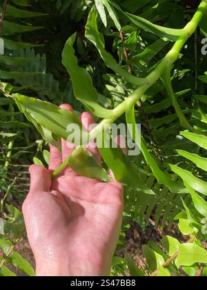 False Bromeliad Plant (Callisia fragrans Stock Photo - Alamy