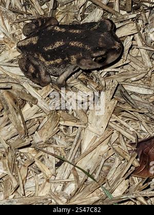 Eastern Spadefoot (Scaphiopus holbrookii Stock Photo - Alamy