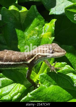 Grass Anole (Anolis auratus Stock Photo - Alamy