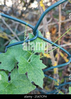 White Bryony (Bryonia cretica dioica) Plantae Stock Photo - Alamy