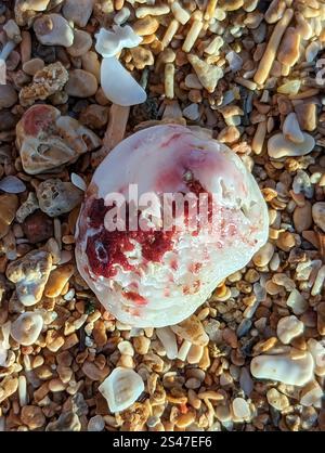 Jewel boxes (Chamidae Stock Photo - Alamy