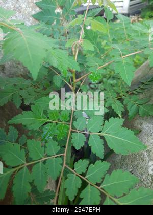 Flamegold Rain Tree (Koelreuteria elegans formosana), Plantae, 台灣雲林縣 ...