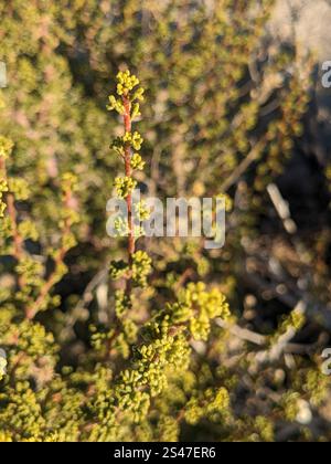 desert bitterbrush (Purshia glandulosa Stock Photo - Alamy