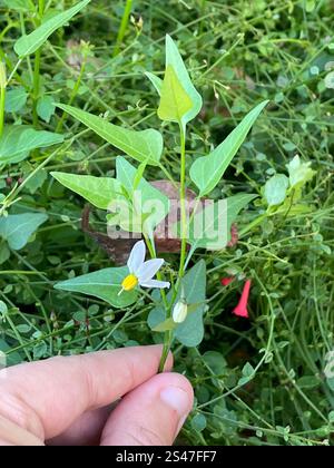 Texas nightshade (Solanum triquetrum Stock Photo - Alamy