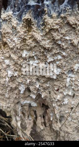 Tapioca Slime Mold (Brefeldia maxima Stock Photo - Alamy