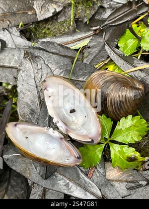 Asian Clam (Corbicula fluminea Stock Photo - Alamy