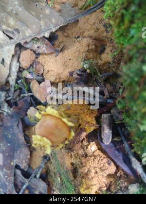 Collared Calostoma (Calostoma lutescens Stock Photo - Alamy