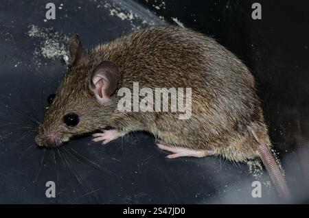 Natal Multimammate Mouse (Mastomys natalensis Stock Photo - Alamy