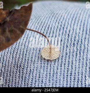 Oak-leaf Pinwheel (Collybiopsis quercophila Stock Photo - Alamy