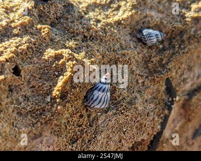 Zebra Periwinkle (Echinolittorina ziczac Stock Photo - Alamy