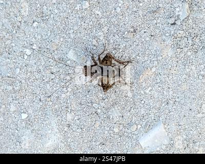 Small Ground Crickets (Neonemobius Stock Photo - Alamy