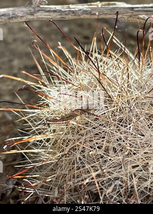 Common Fishhook Cactus (Cochemiea tetrancistra), Plantae, Riverside ...