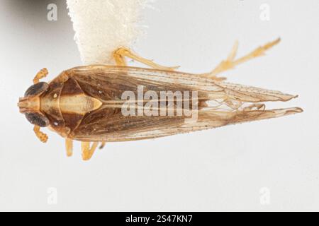 Rice Delphacid (Tagosodes orizicolus Stock Photo - Alamy
