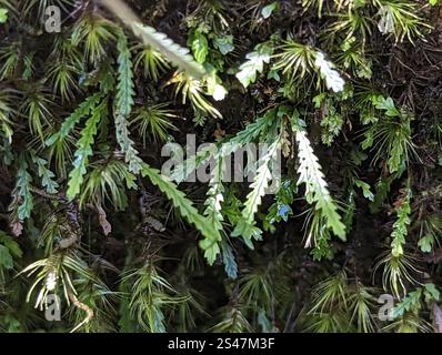 toothed snailfern (Cochlidium serrulatum Stock Photo - Alamy