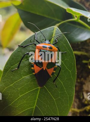 Man-Faced Stink Bug (Catacanthus incarnatus Stock Photo - Alamy