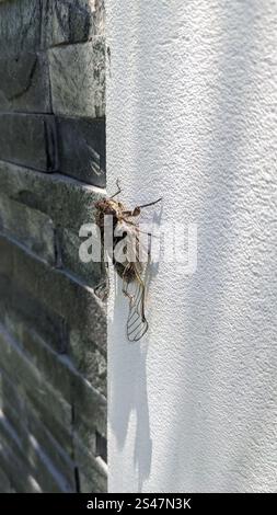 White Drummer (Arunta perulata Stock Photo - Alamy