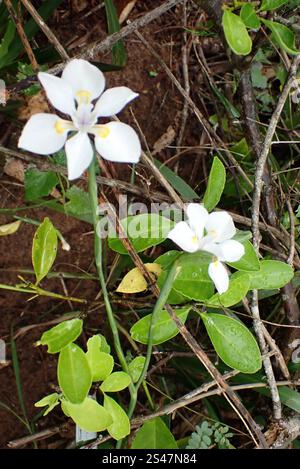Small Fortnight Lily (Dietes iridioides Stock Photo - Alamy