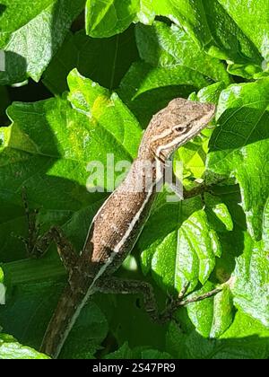 Grass Anole (Anolis auratus Stock Photo - Alamy