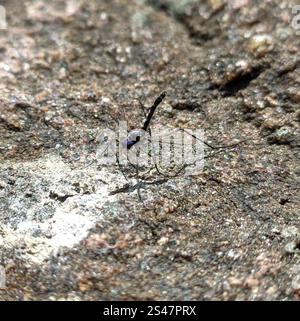 Net-winged Midges (Blephariceridae Stock Photo - Alamy