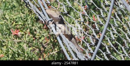 Nobbi Dragon (Diporiphora nobbi Stock Photo - Alamy