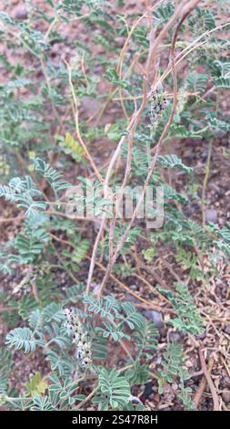 woolly prairie clover (Dalea lanata) Plantae Stock Photo - Alamy