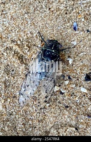 Razor Grinder (Henicopsaltria eydouxii Stock Photo - Alamy