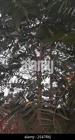 ardusi (Ailanthus excelsa Stock Photo - Alamy