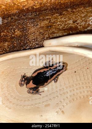 Red-banded Rubber Frog (Phrynomantis bifasciatus), Gorongosa National ...