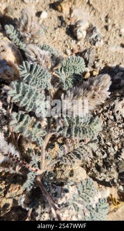 soft prairie clover (Dalea mollissima), Plantae, Anza-Borrego Desert ...