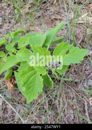 clammy groundcherry (Physalis heterophylla Stock Photo - Alamy