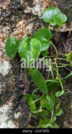 Redwood Violet (Viola sempervirens Stock Photo - Alamy