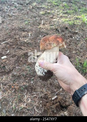 Queen Bolete (Boletus regineus Stock Photo - Alamy