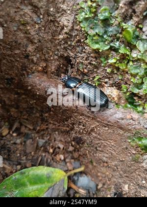 Bess Beetles (Passalidae Stock Photo - Alamy