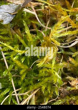 American Tree Moss (Climacium americanum Stock Photo - Alamy
