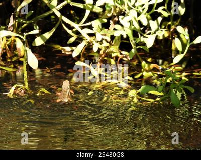 Red-sided Skink (Trachylepis homalocephala) breeding male Natures ...