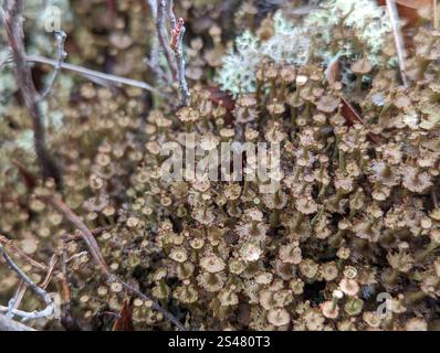 Ladder Lichen (Cladonia verticillata Stock Photo - Alamy