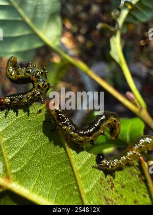 Willow Sawflies (Nematus Stock Photo - Alamy
